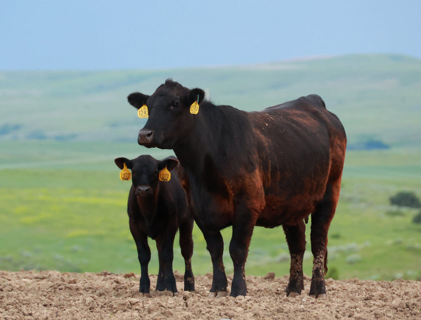 Ribeye | Marbled – marbledbeef