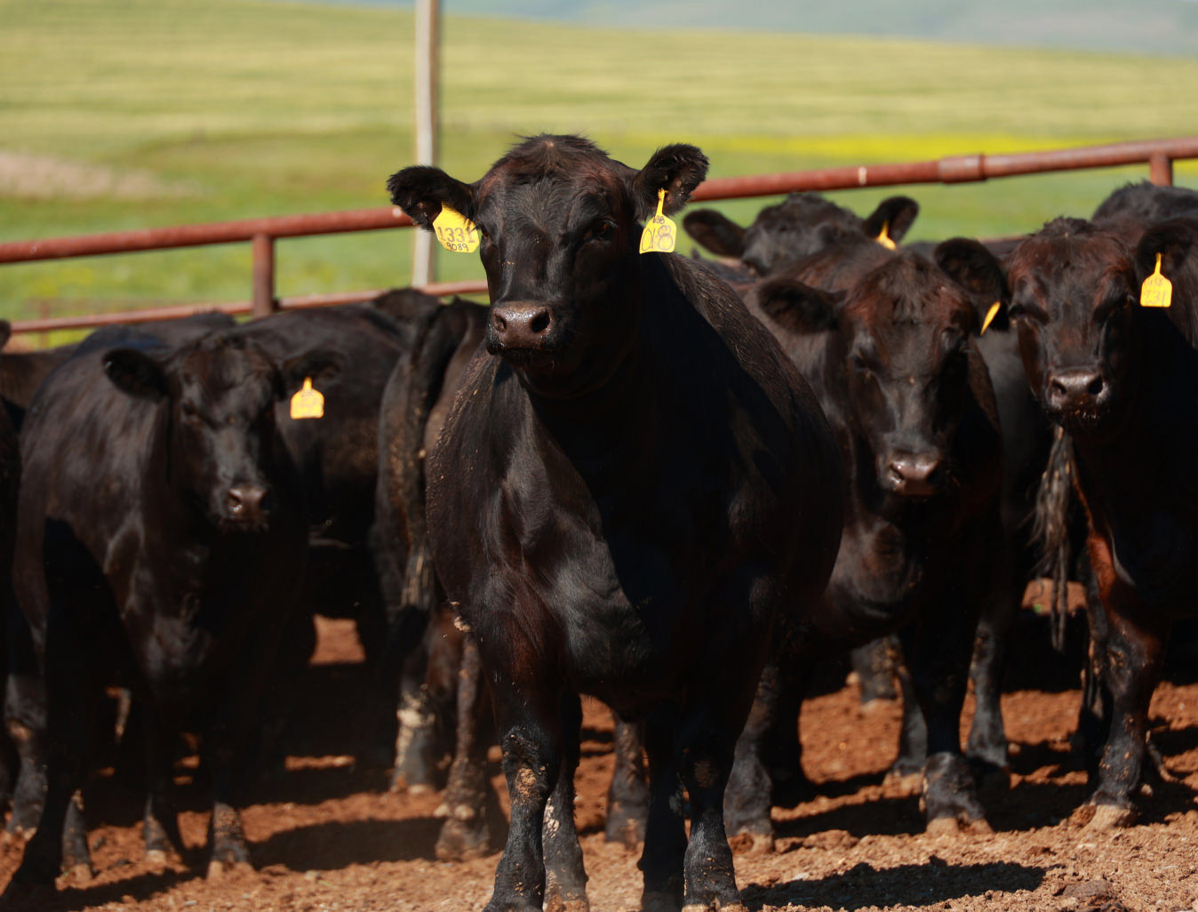 Ground Beef | Marbled – marbledbeef